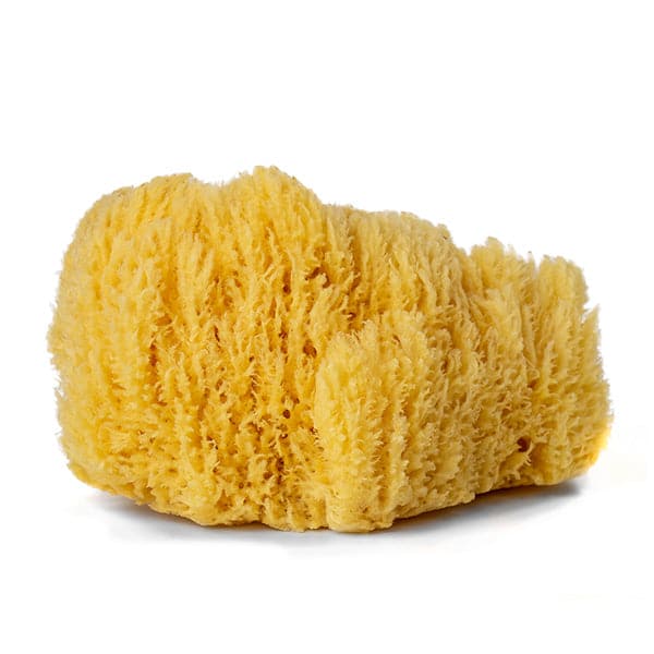 Buy Now Daler Rowney Artist’S Natural Sponge