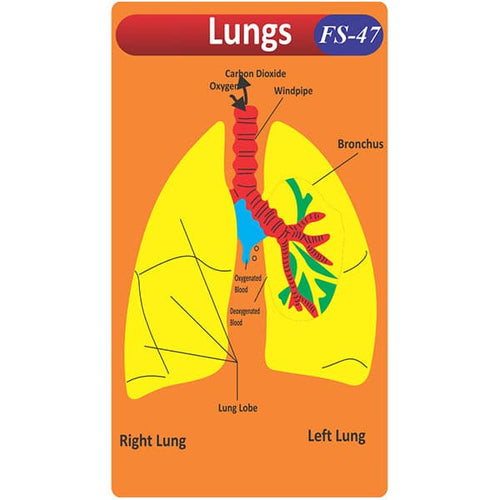 Buy Now Kids Learning Educational Foam Wall Lungs Diagram